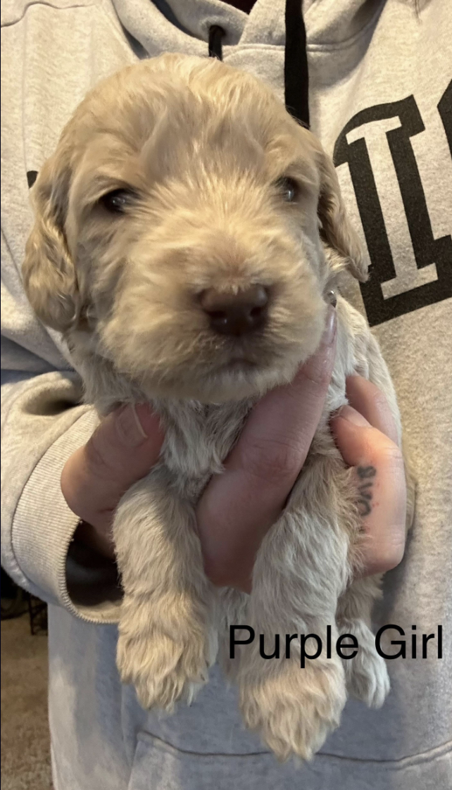 Double J's Doodles - Premium Goldendoodle Breeder Colorado | Golden ...
